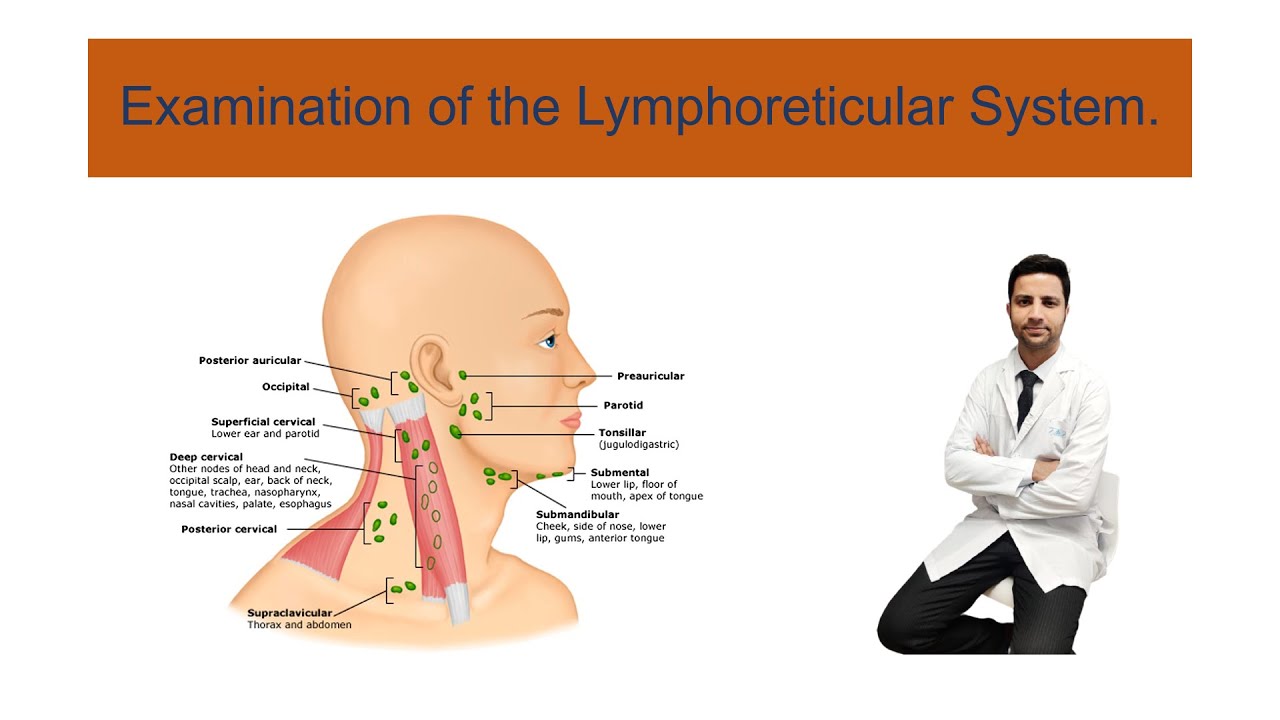 Examination of the lymphoreticular system. - YouTube