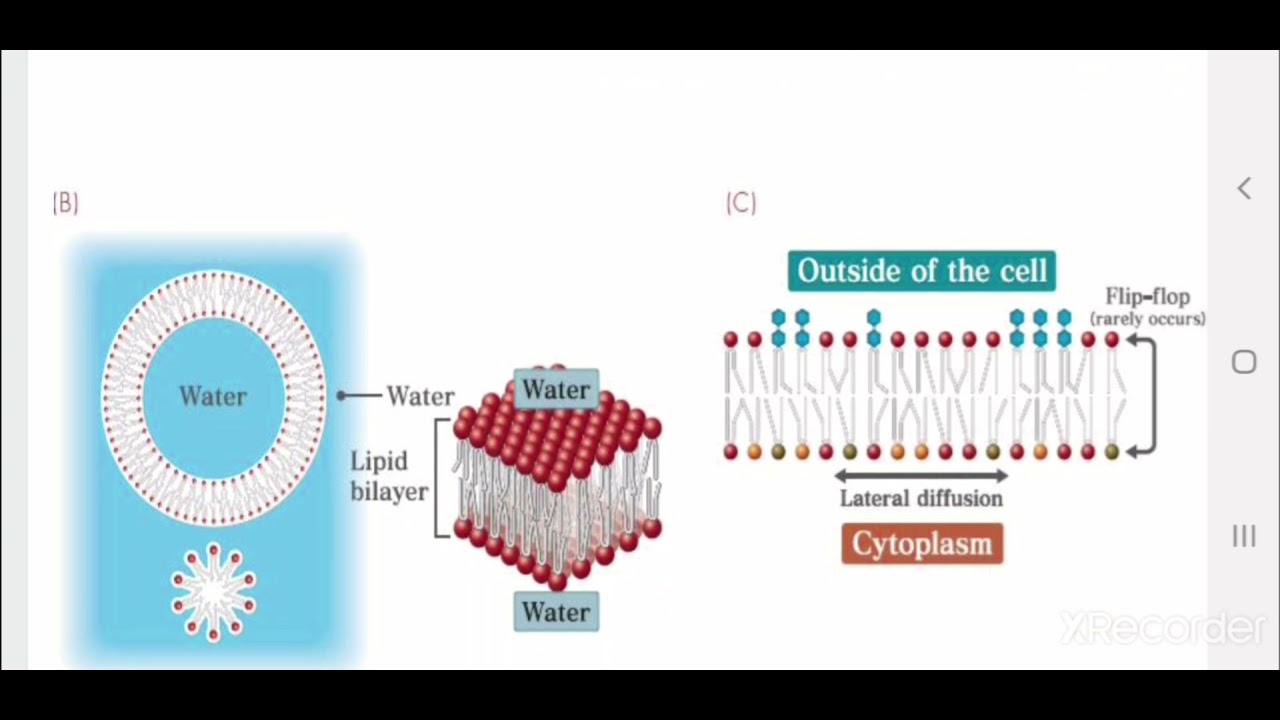 طب الفلوجة ... Biology ; Lec : Cell membrane part1 - YouTube