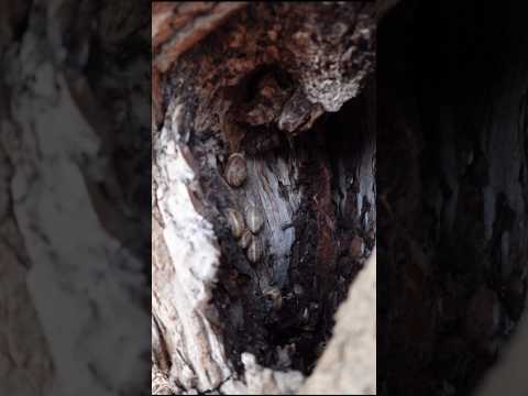 SÜMÜKLÜ BÖCEK YUVASI BULDUK 😯😯#alinecati#shorts#keşfet#youtubeshorts#keşfetbeniöneçıkar#cute#funny