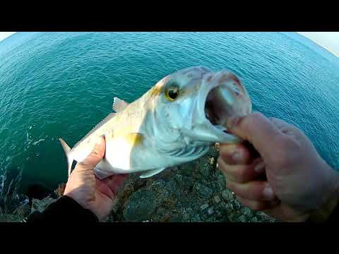 #Akya  (kuzu) Avı İskenderun Kıyıdan Light Spin #amberjack - Sarıkuyruk.  Jigging