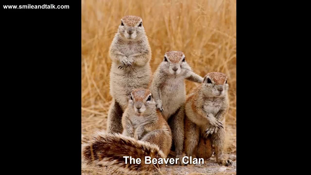 If animals were in a band! Very FUNNY! - YouTube