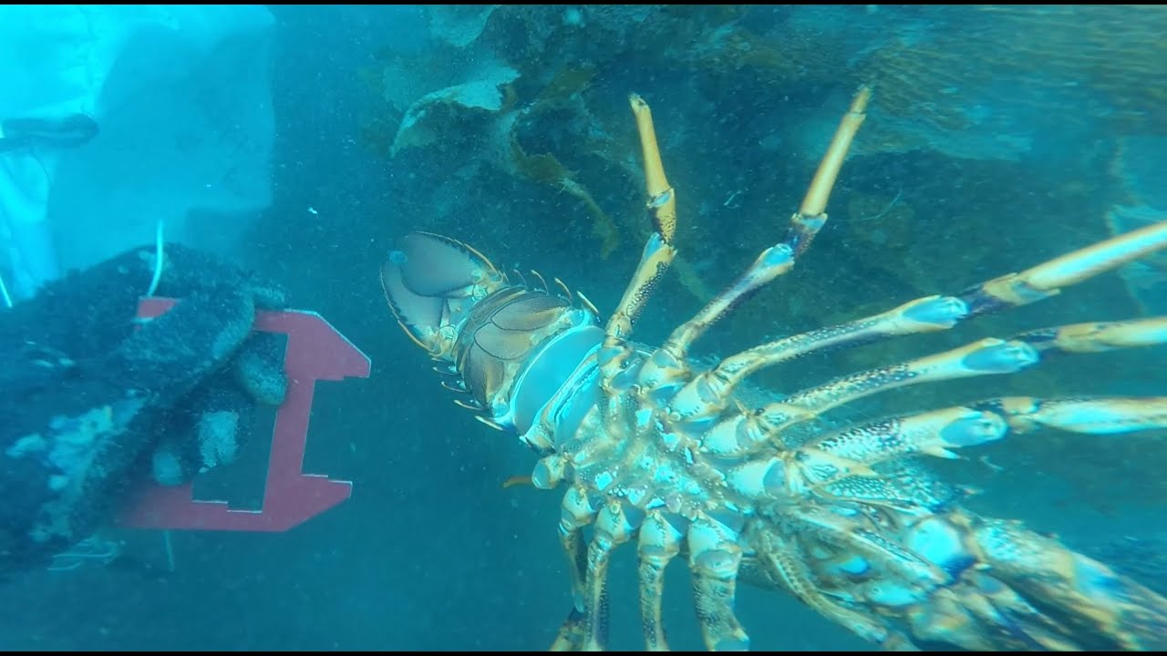 Diving in the Marlborough Sounds Catching Crayfish and Blue Moki - YouTube