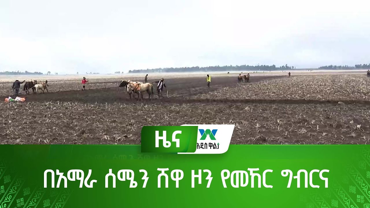 በአማራ ሰሜን ሸዋ ዞን የመኸር ግብርና Youtube