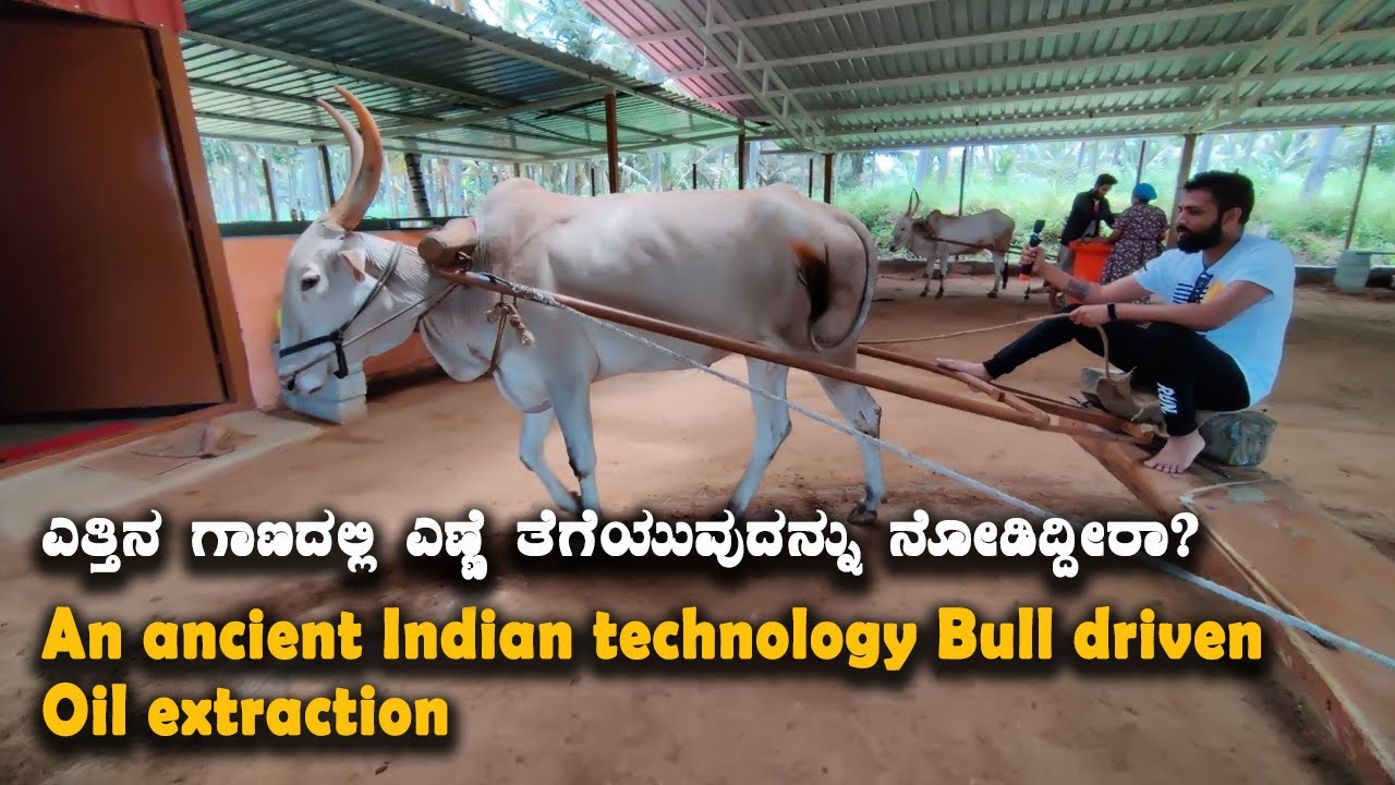 ಎತ್ತಿನ ಗಾಣದಲ್ಲಿ ಎಣ್ಣೆ ತೆಗೆಯುವುದನ್ನು ನೋಡಿದ್ದೀರಾ? An Ancient Indian tech ...