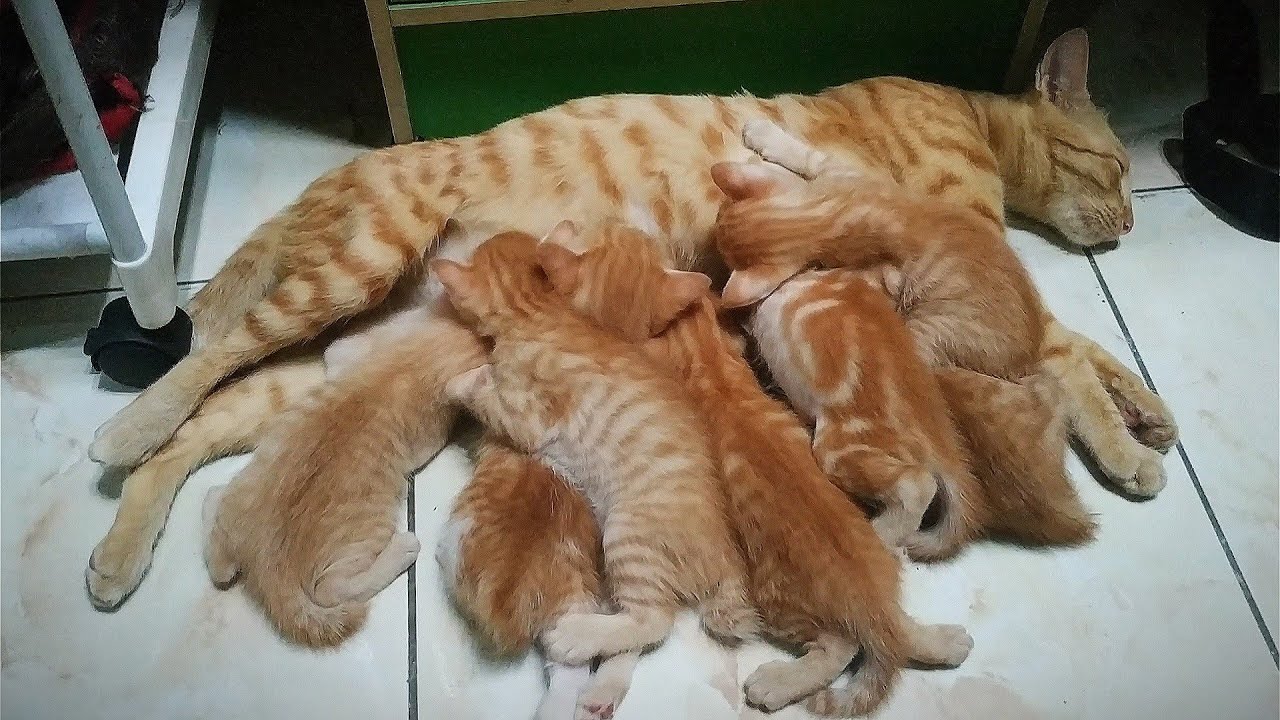 Perjuangan berat ibu kucing menyusui 7 ekor anak - induk kucing beranak ...