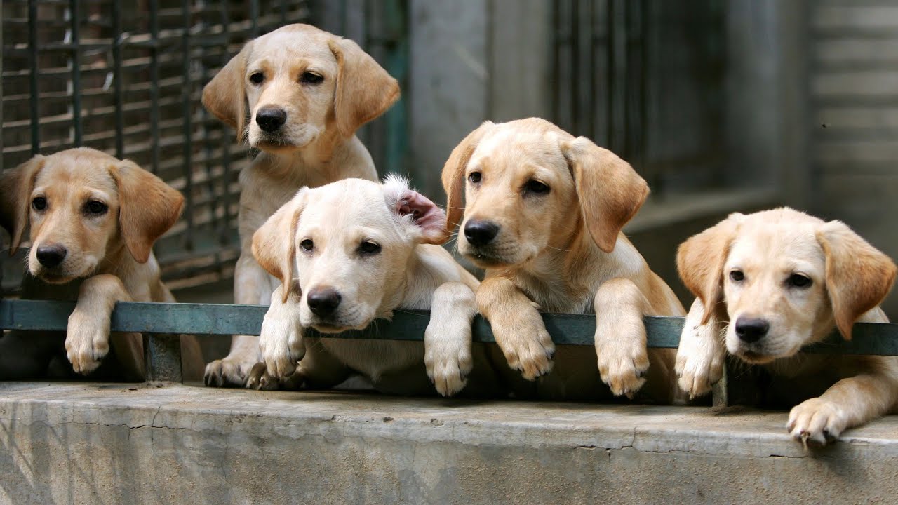 Dog Breeding Practices - What is backyard breeding? - YouTube