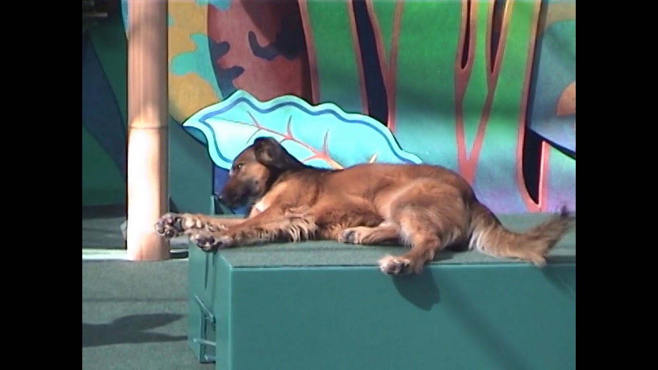 Universal Studios Hollywood Animal Planet Actors show from March 16 ...