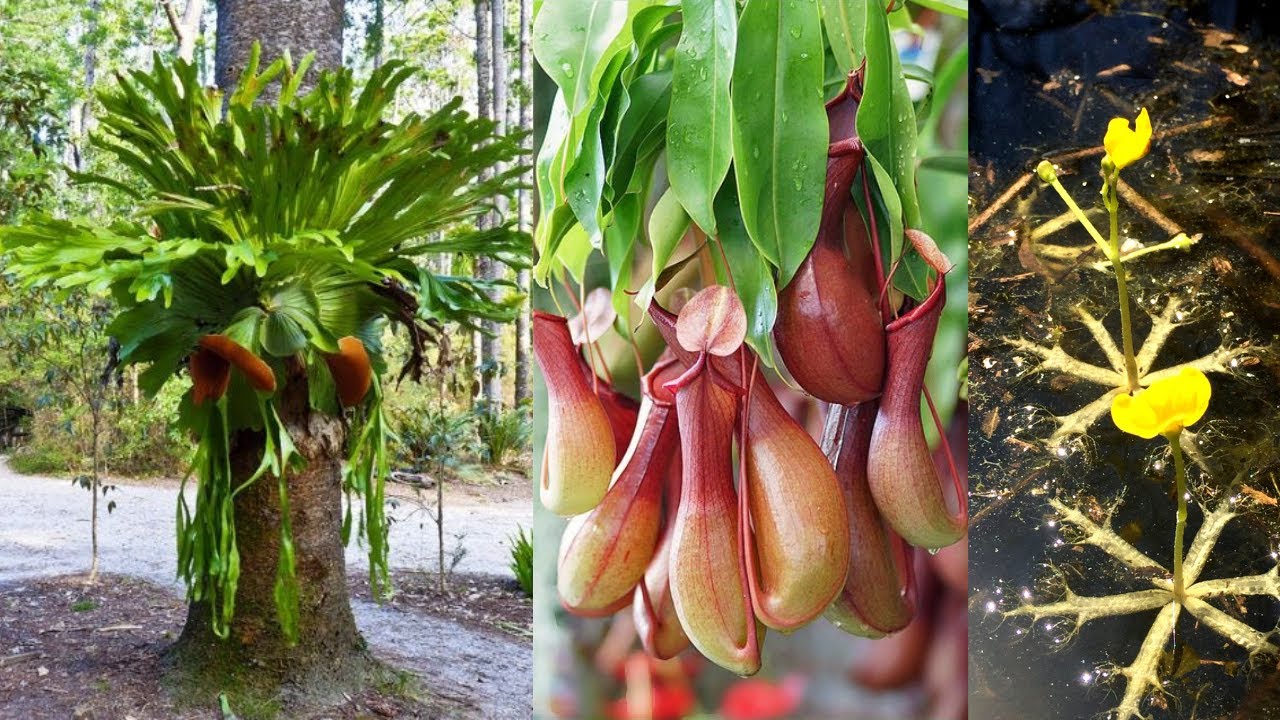 Shocking Plants that Look like Aliens - YouTube