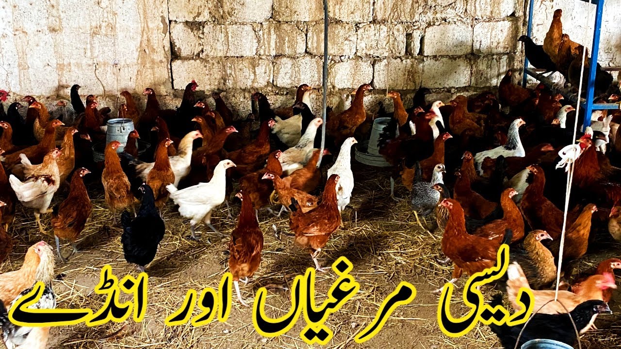 Small Desi Murgi Farm / Small Free Range Hen Farm / Golden Misri hen ...