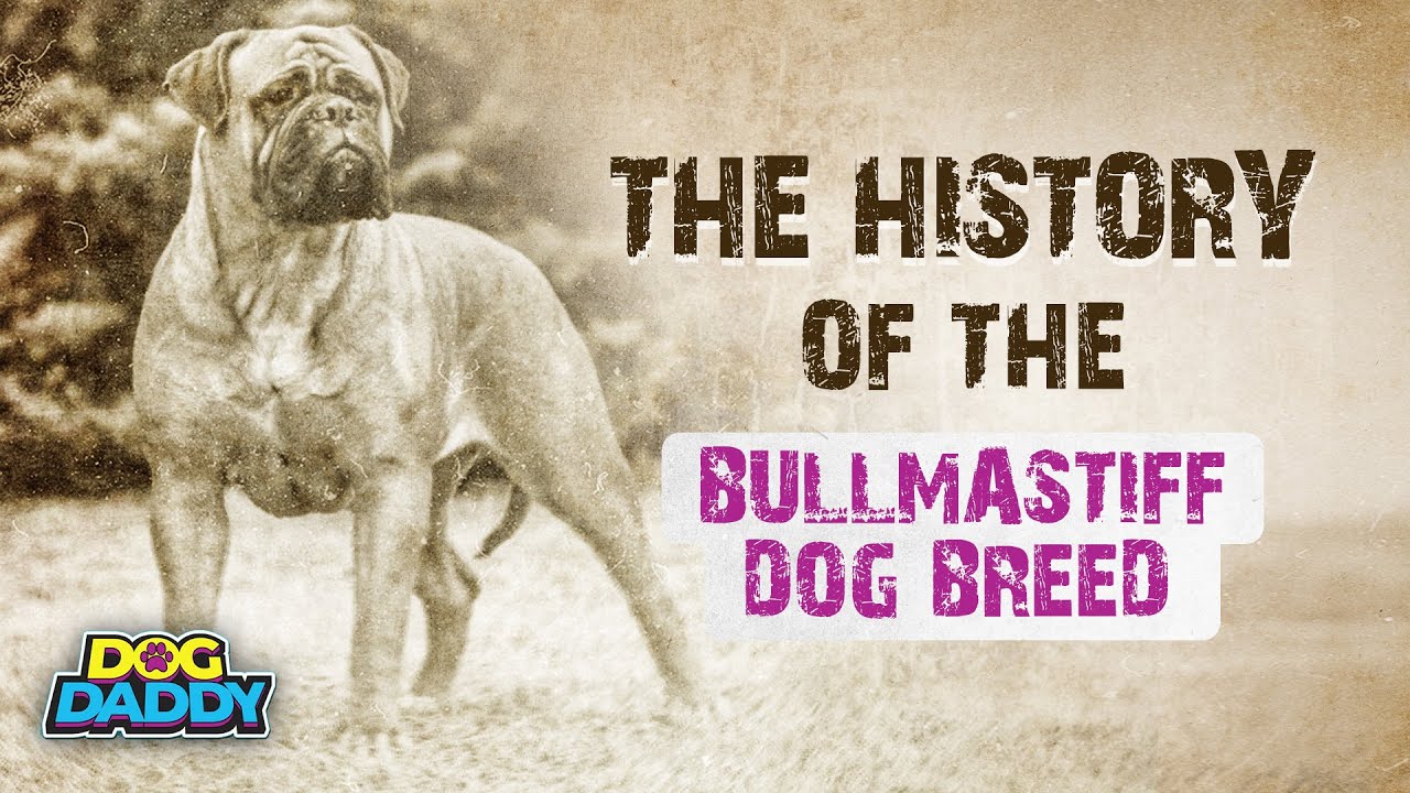 The History of The Bullmastiff Dog Breed - YouTube