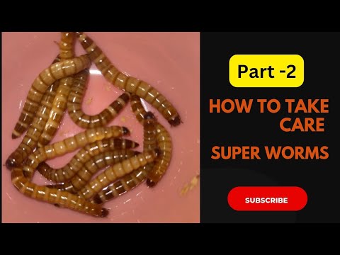 The Ultimate Guide to Superworm Care: Part 2 - YouTube
