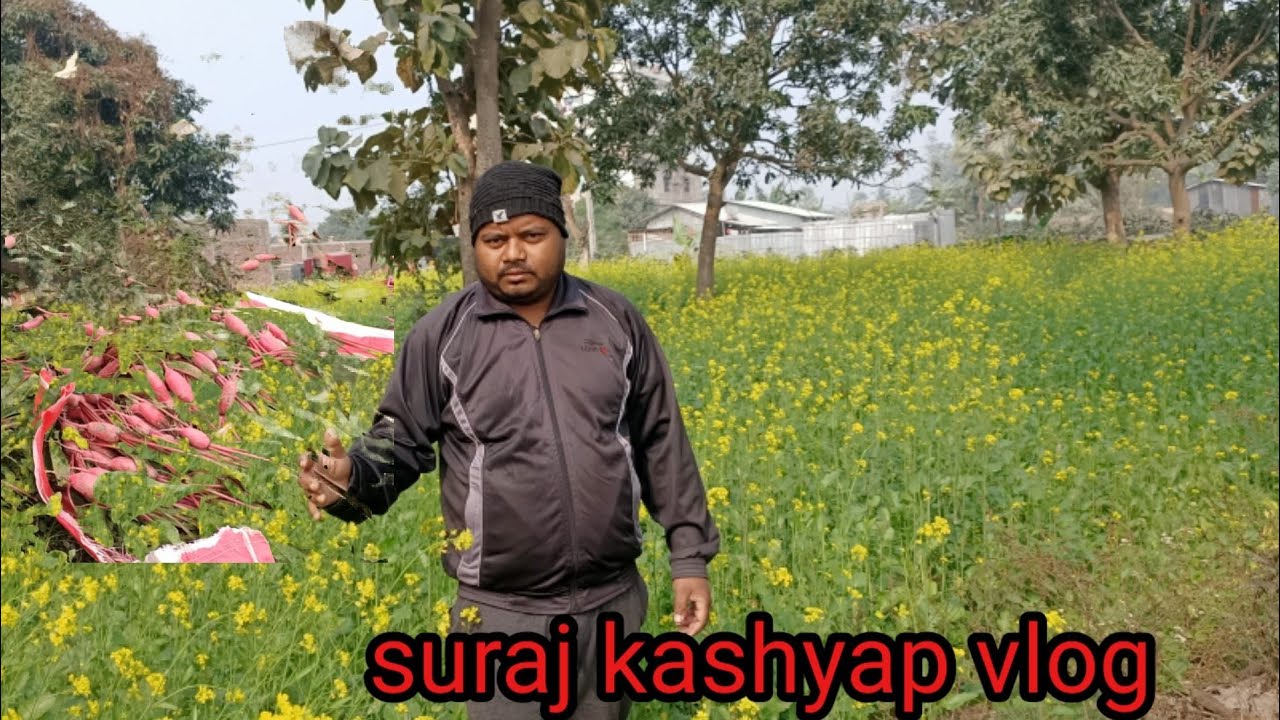 Mera Sarso Ka Khet sarso Ka Phool suraj Kashyap Vlog YouTube mera-sarso-ka-khet-sarso-ka-phool-suraj-kashyap-vlog-youtube