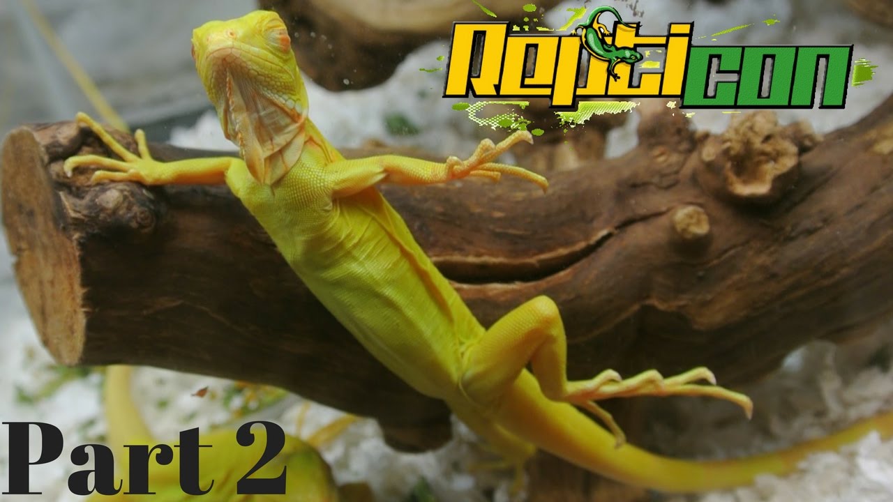 Raleigh Repticon part 2 - YouTube