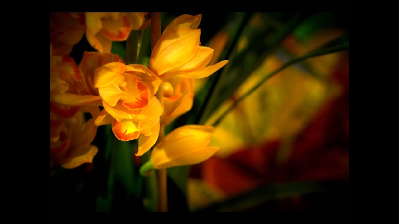 Part II Chicago Flowers Show 2012 - YouTube