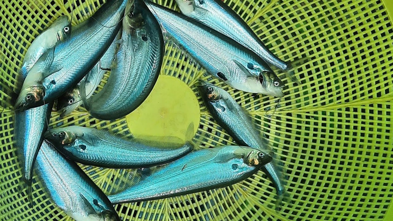 pabada fish farming harvesting size in biofloc tank Odisha - YouTube