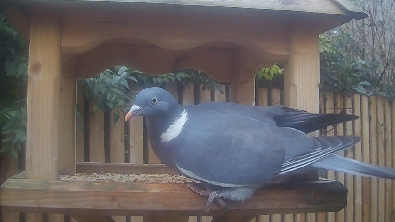 One of the giants of the garden! A wood pigeon feeding on the garden ...