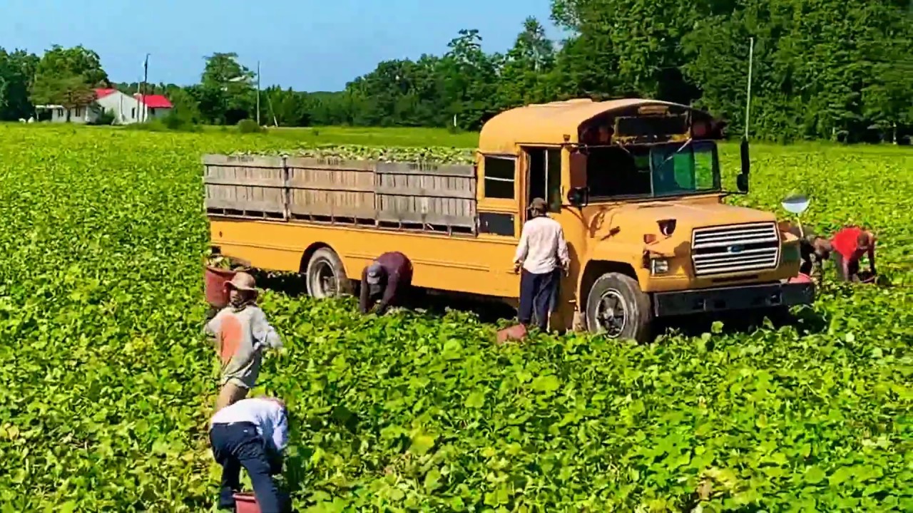 NC Cucumber Picking 2020 - YouTube
