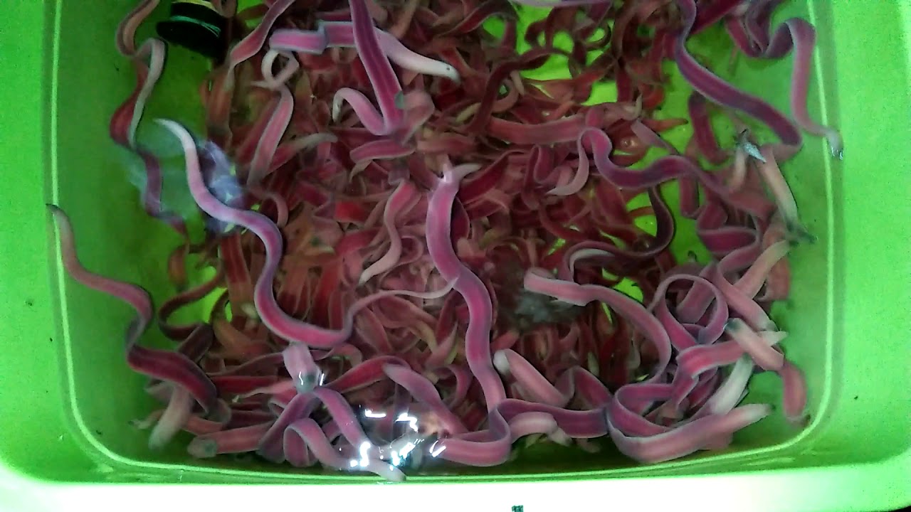 Klelet(stok terbatas) barang langka 🙏 - YouTube