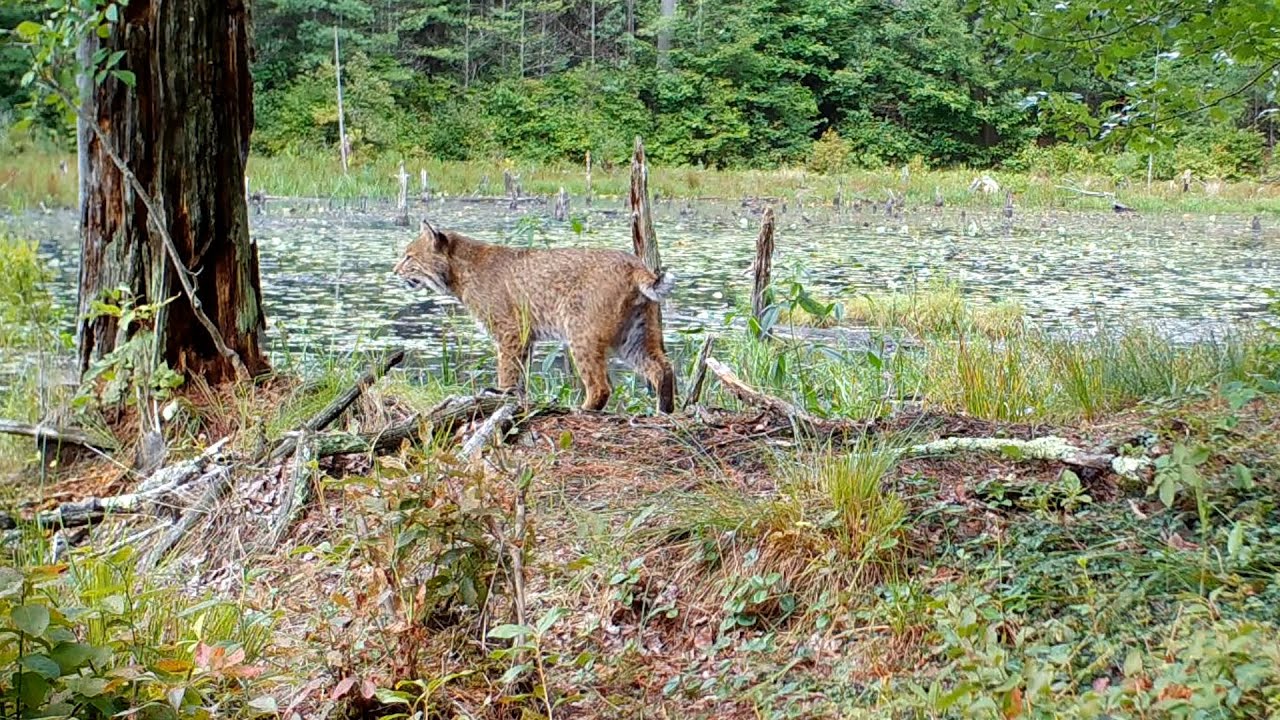 Bobcat and Raccoon Scent-Marking Same Spot - YouTube