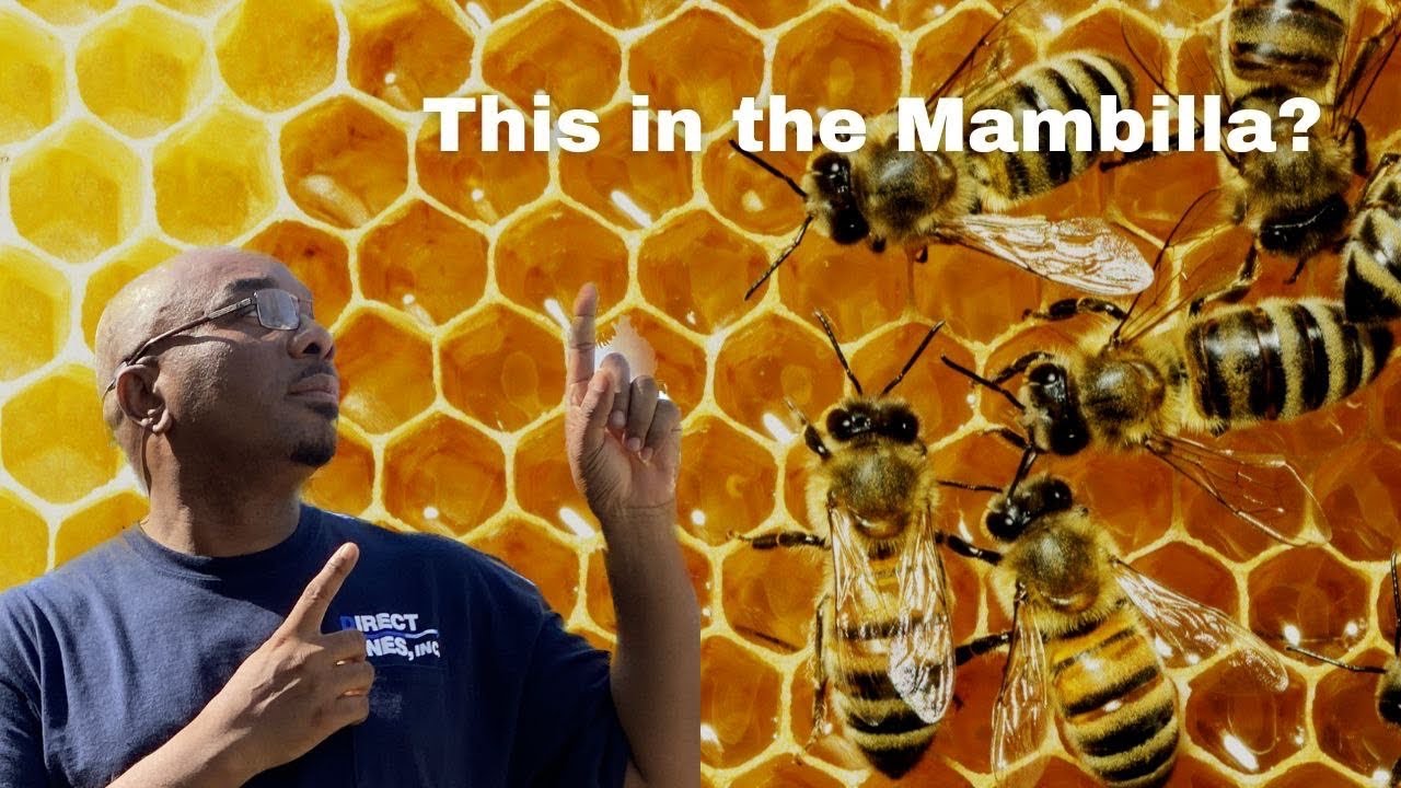 How Bee Farming & Honey Production Is Done Here - YouTube