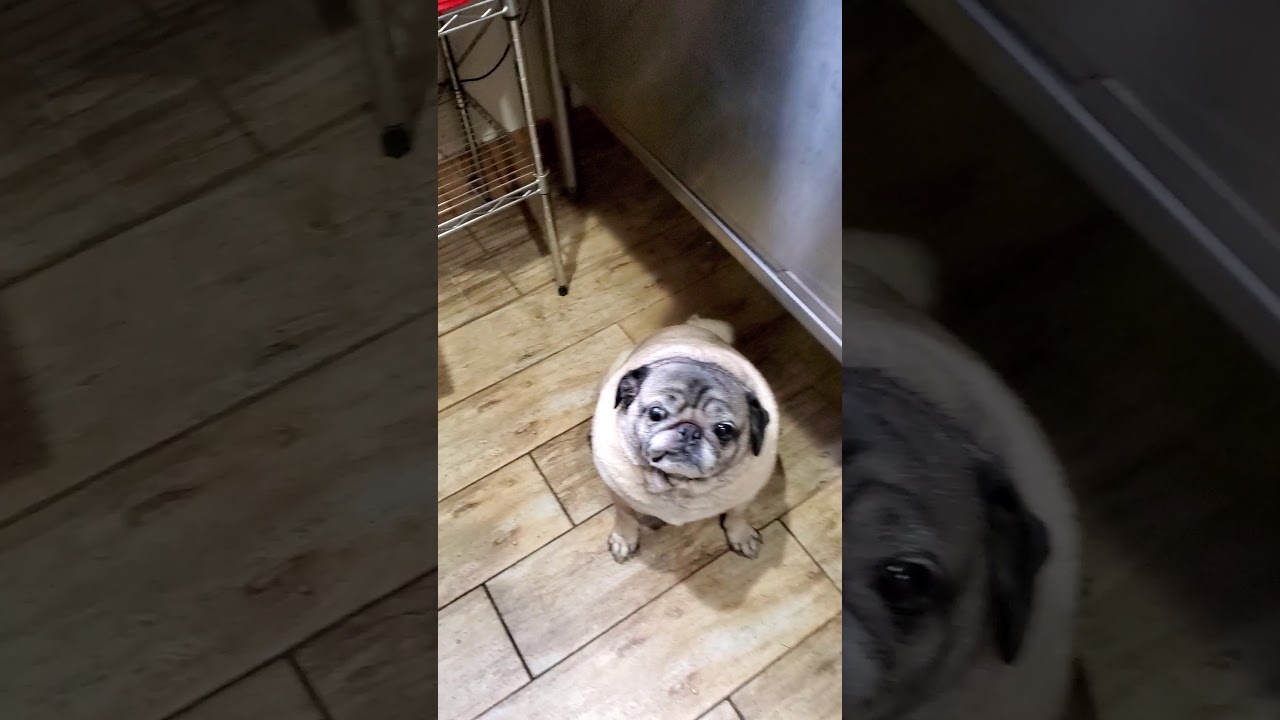 Pug Eating Spaghetti / Home Cooking in America - YouTube