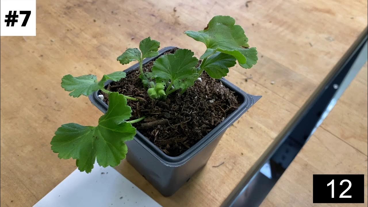 2021 State Nursery/Landscape CDE - YouTube