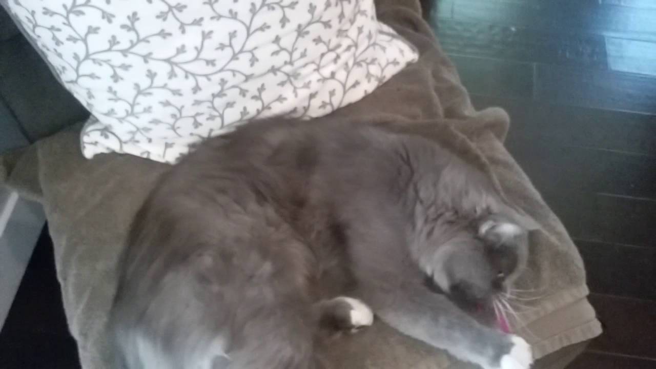 The Cleveland Cat Show! - YouTube