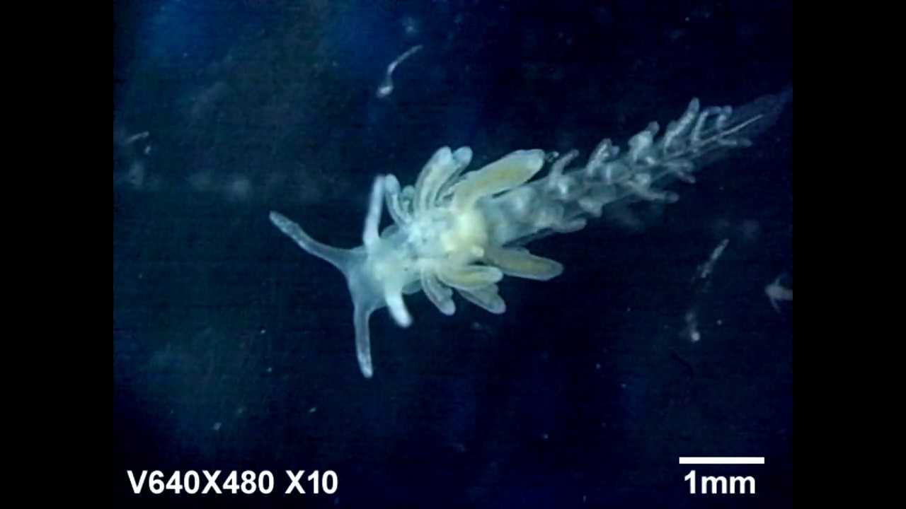 Caprellidae aquarium(Part 5) - YouTube