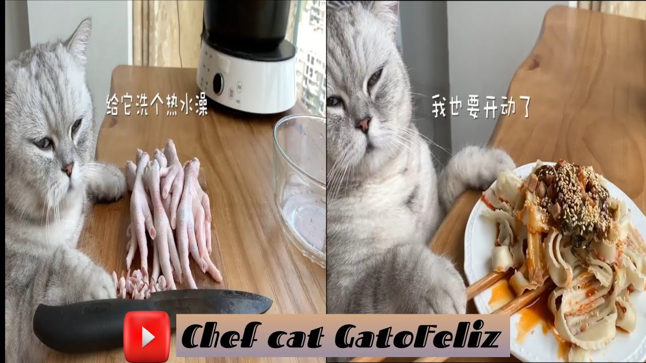 Chef Cat's Newest Recipes That Will AMAZE YOU! | Cat Cooking Food ...