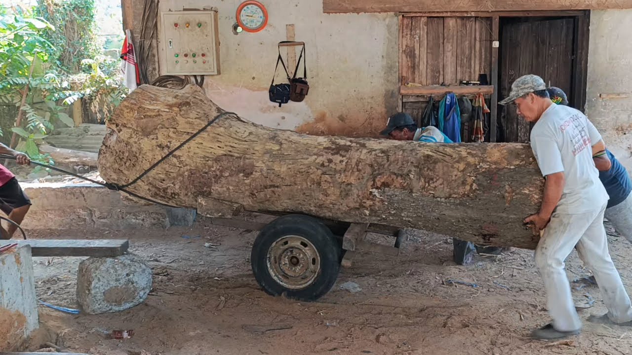 The process of sawing a very old, dry and good ancient tree - YouTube