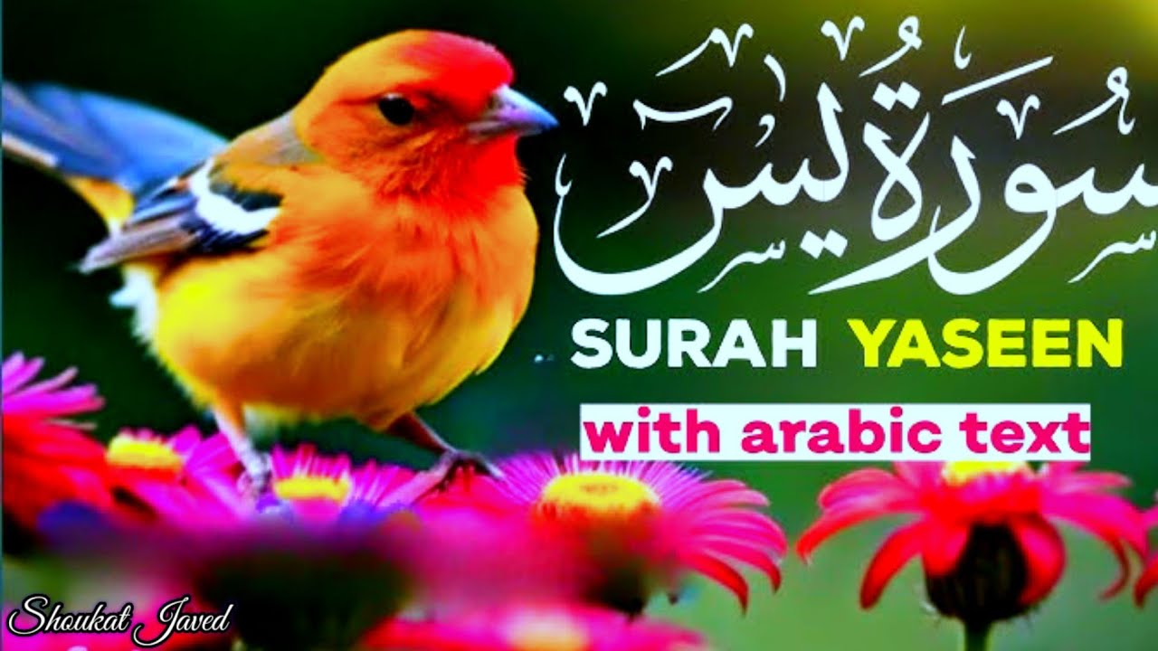 surah yaseen ( yasin ) | surah yaseen tarjuma ke sath | surah yaseen ki ...