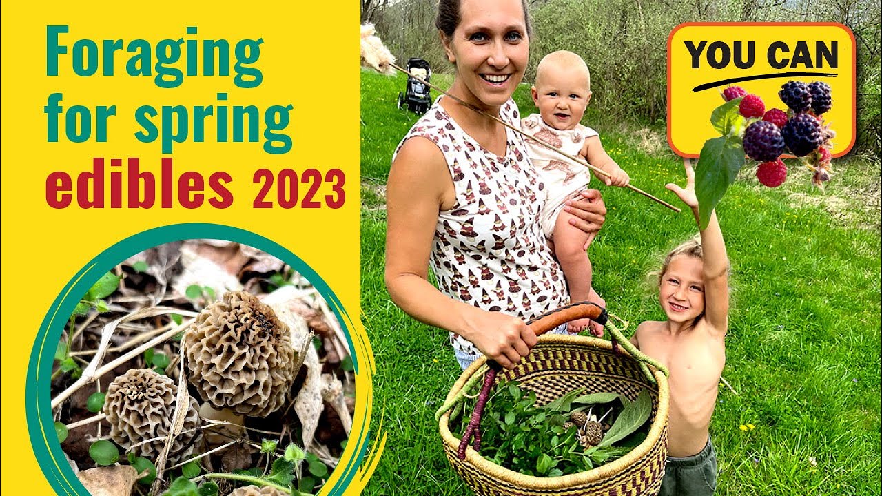 Foraging for spring edibles 2023 in Pennsylvania! Morels, Mica Cap ...