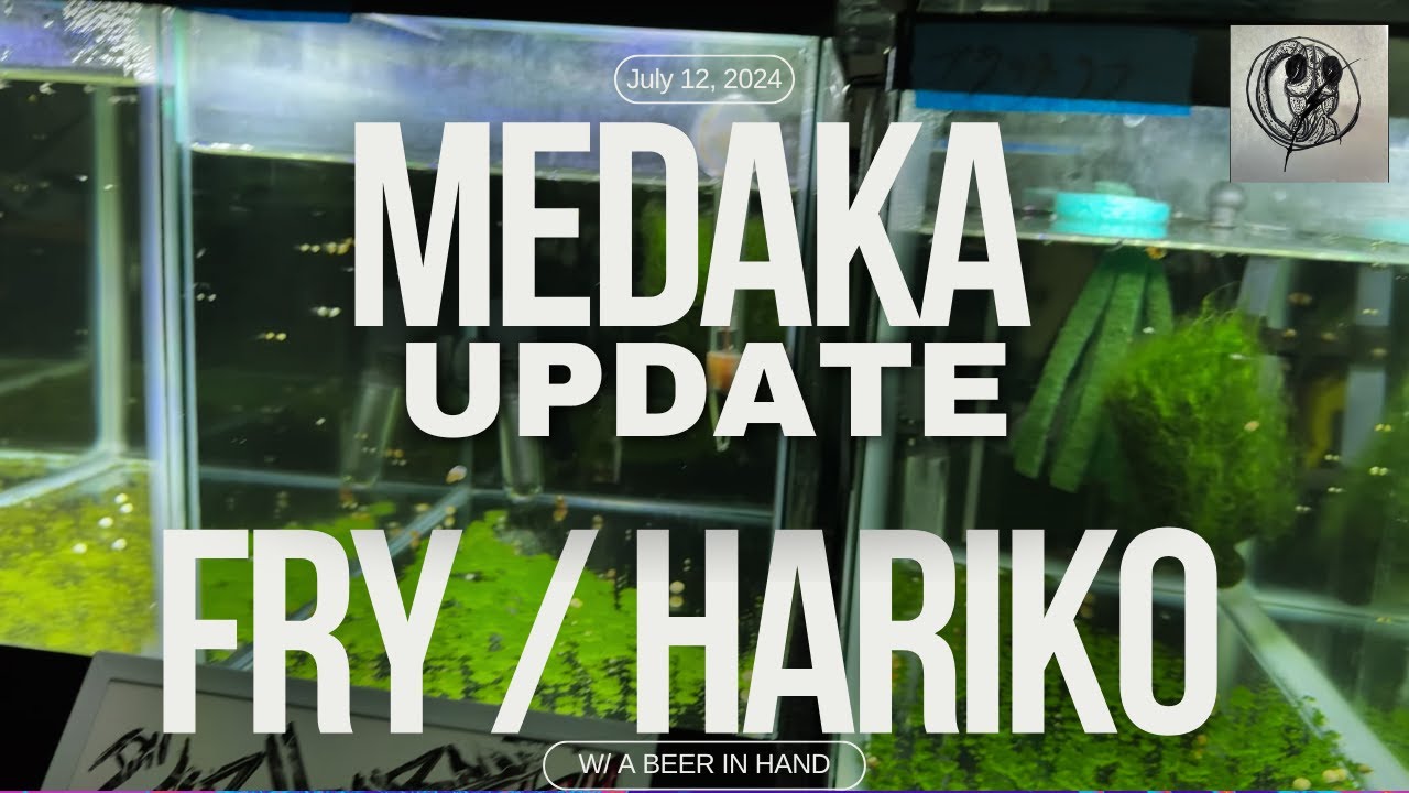 【MEDAKA】Medaka Indoor Update. RedCliff Kouhaku & Metal Riff 室内メダカ アメリカで ...
