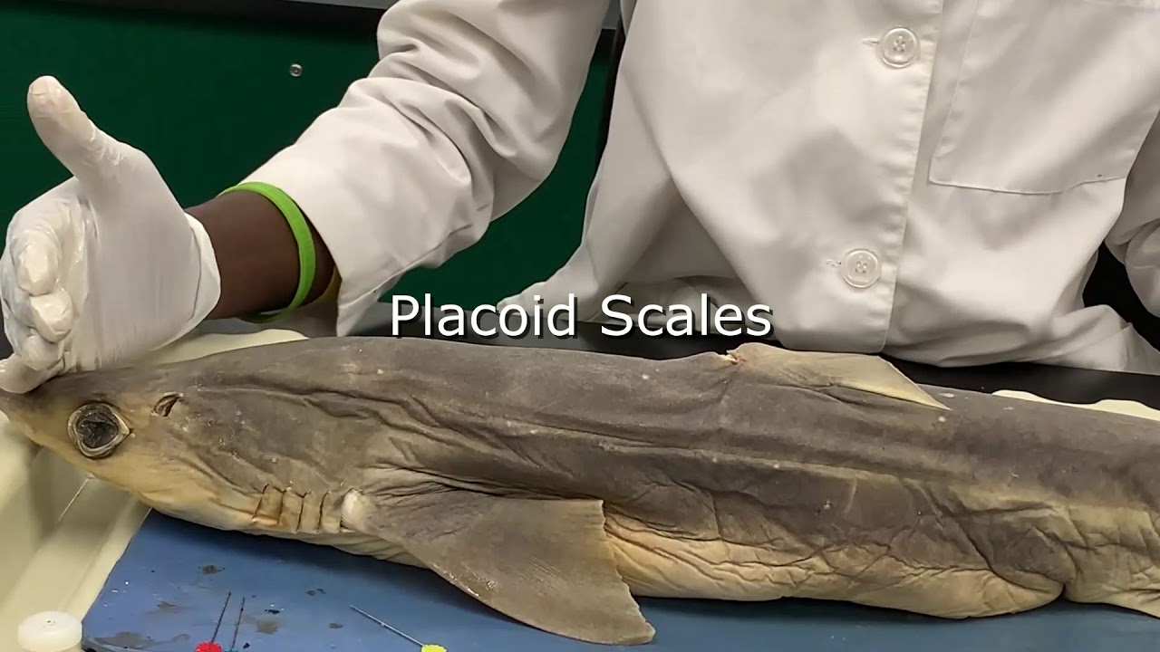 (FAU PCB 4723L) Lab Demo: DOGFISH SHARK SKIN (Courtesy of Dr. Oseni ...
