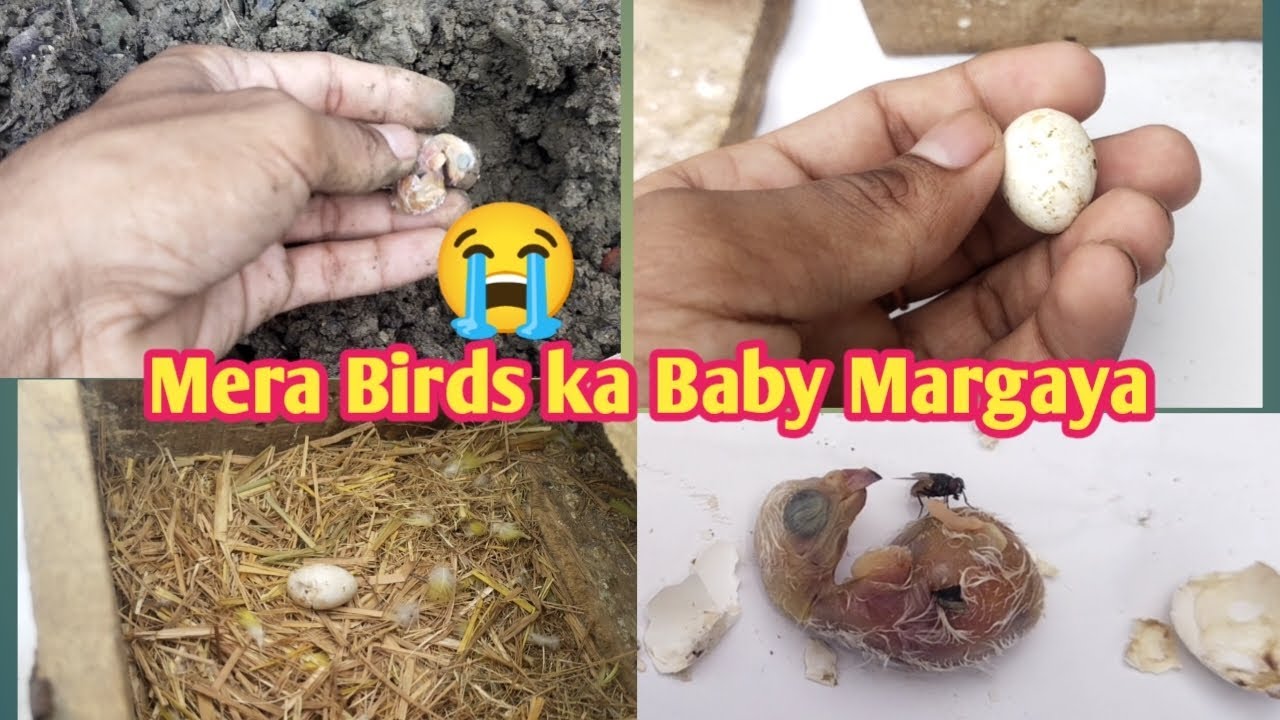 Animals. Mera Birds ka Baby Margaya 🥺 #trending #birds #pigeon #animals ...