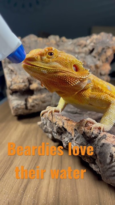 Way of hydrating your beardie #beardeddragon - YouTube