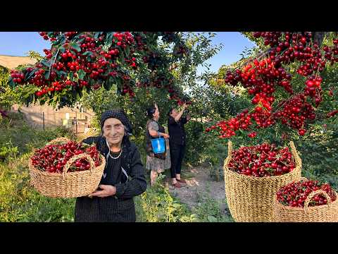 Ultimate Summer Harvest! 🍒🍓🍑 Cherries, Strawberries & Apricots | Making Jam & Compote