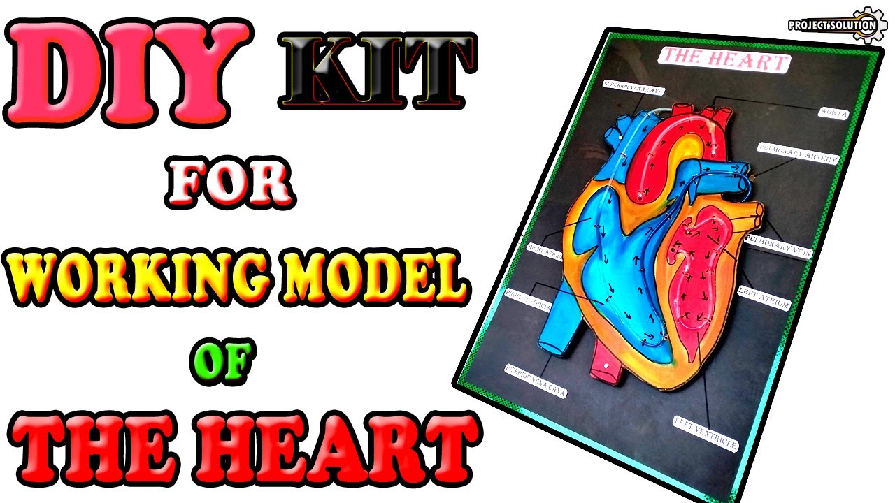 DIY KIT FOR WORKING MODEL OF HUMAN HEART || SCHOOL PROJECT WORKING ...