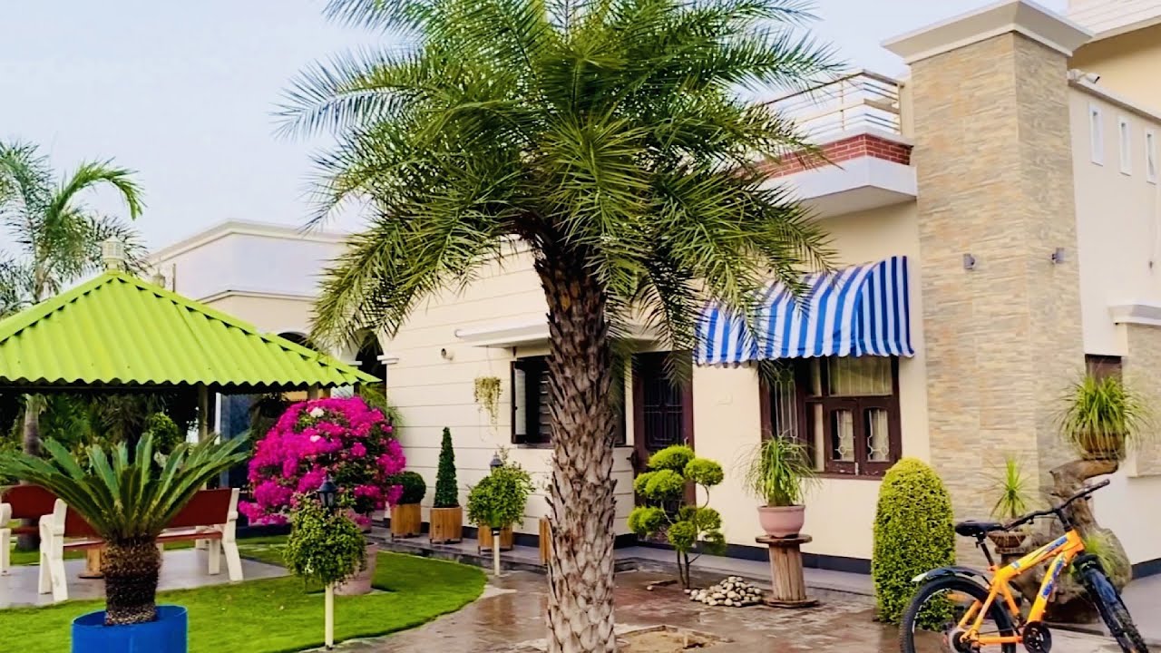 My garden full view date palm| Furcraea | Dracaena |Yucca |dragon tree ...