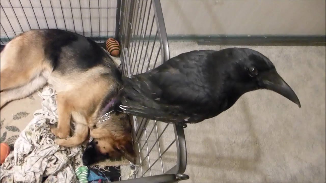CROW WORKING WHILE GERMAN SHEPHERD SLEEPING - YouTube