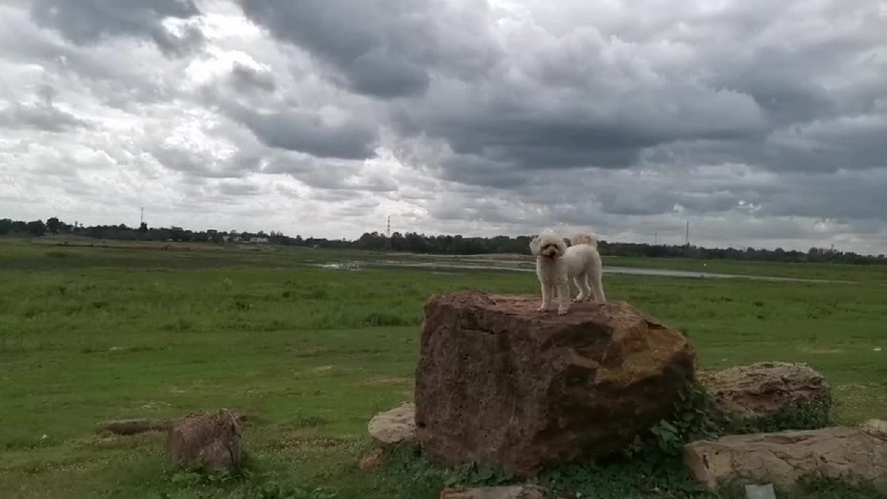 Cute dog happily playing in the grass field before taking a walk back ...