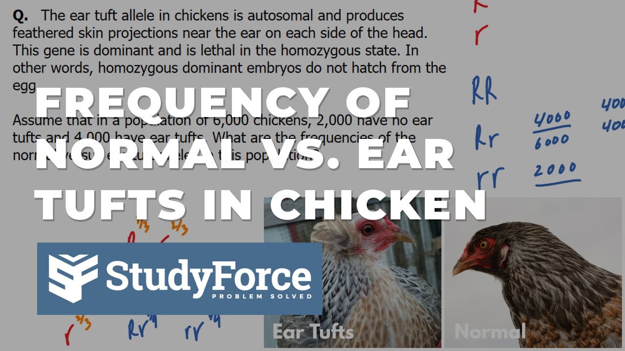 Frequency of the Normal Versus Ear Tuft Alleles | Genetics - YouTube