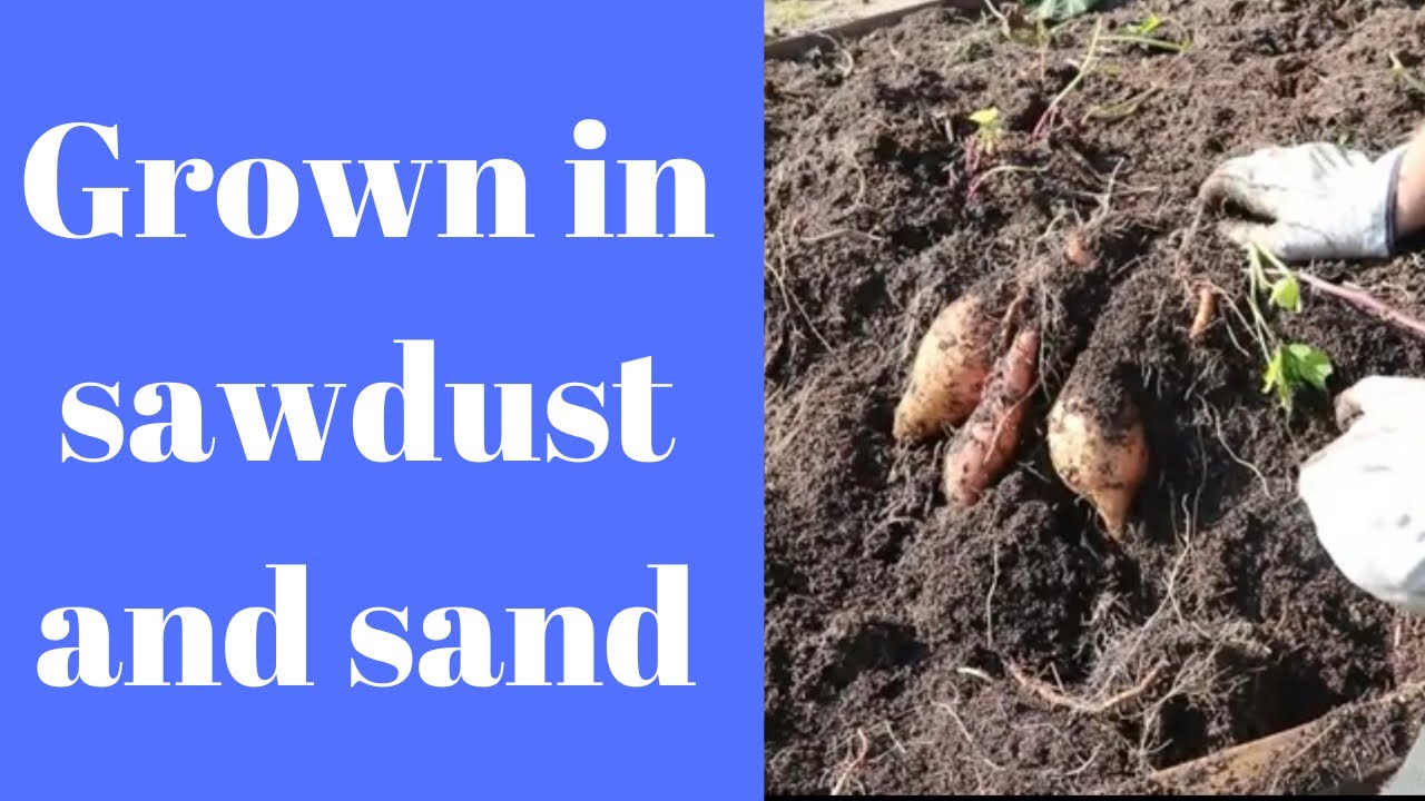 Best way to grow sweet potato - and dig them with your hands - YouTube
