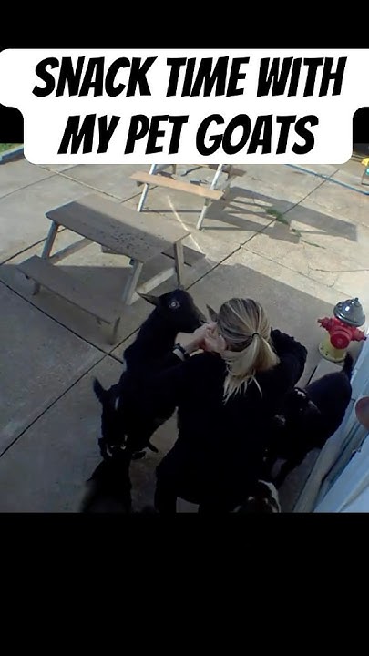 Snack Time With My Pet Goats #goats #funny #animals #farmlife #shorts # ...