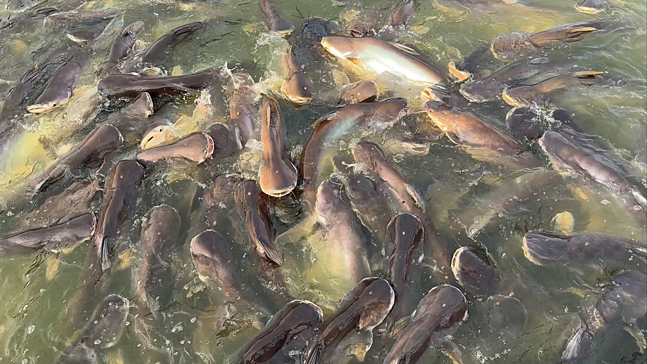 Aww so many fish - YouTube