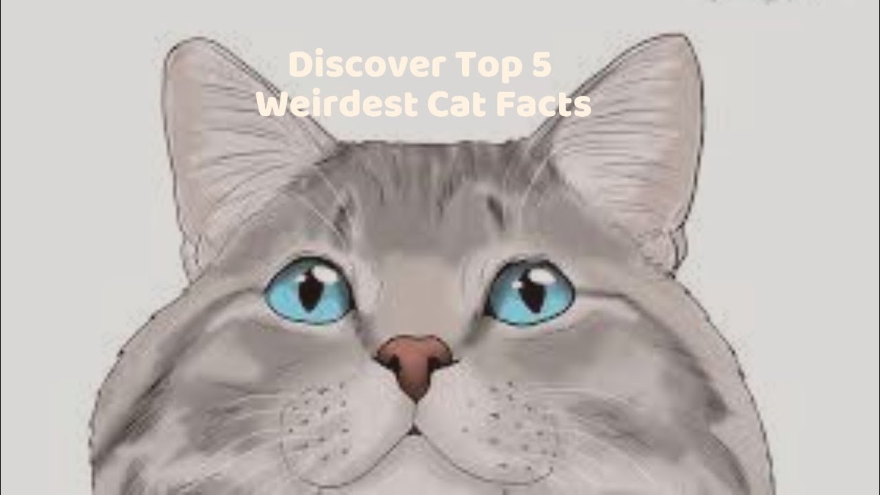5 STRANGE CAT FACTS That'll Blow Your Mind - YouTube