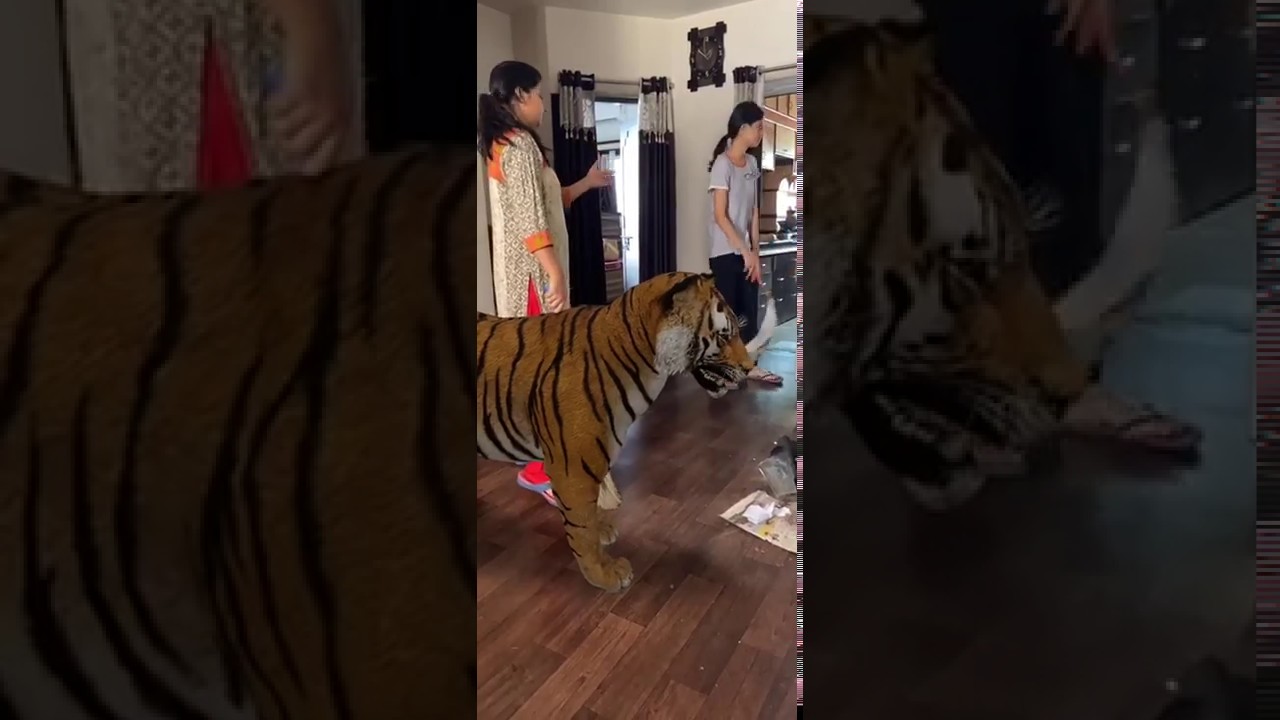 Tiger in the house - YouTube