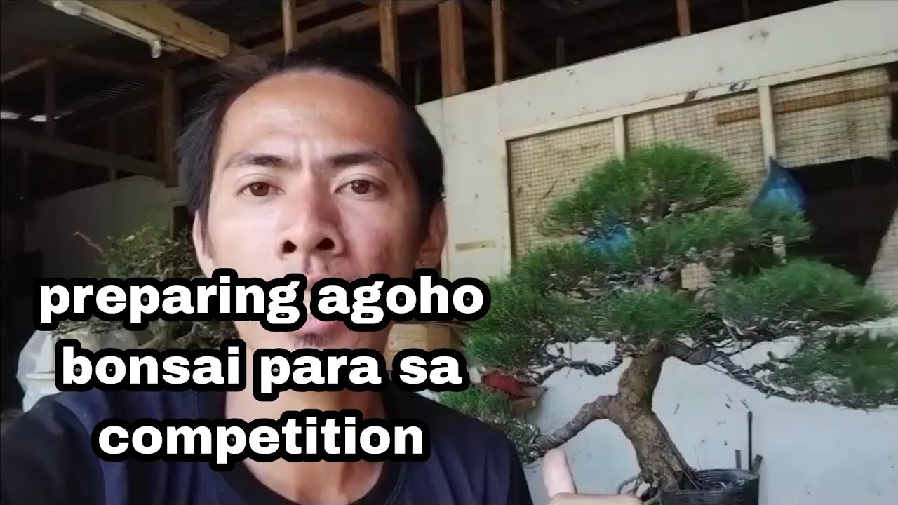 Agoho bonsai preparation - YouTube