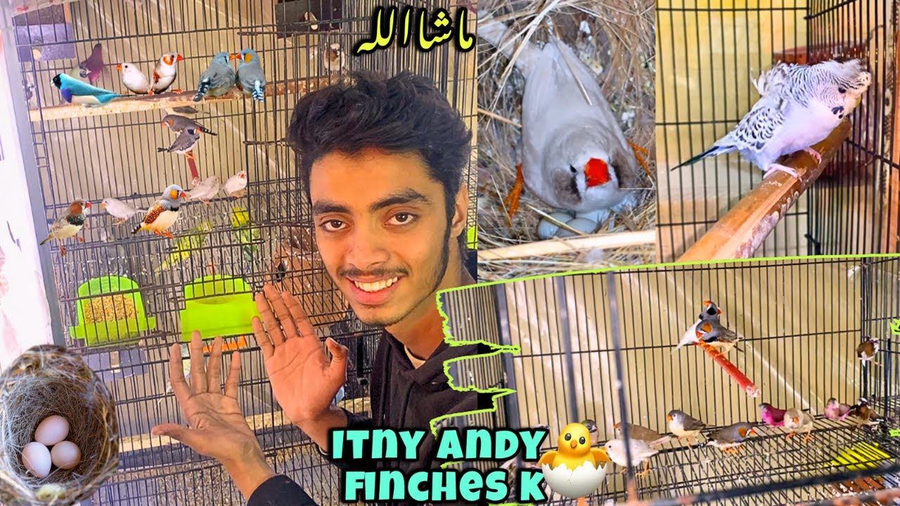 Andy hi andy🥳😍|Zebra finch ne itny sary andy de diye|Zebra finch ...
