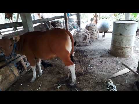 bibit bahenol super jentot cwk...